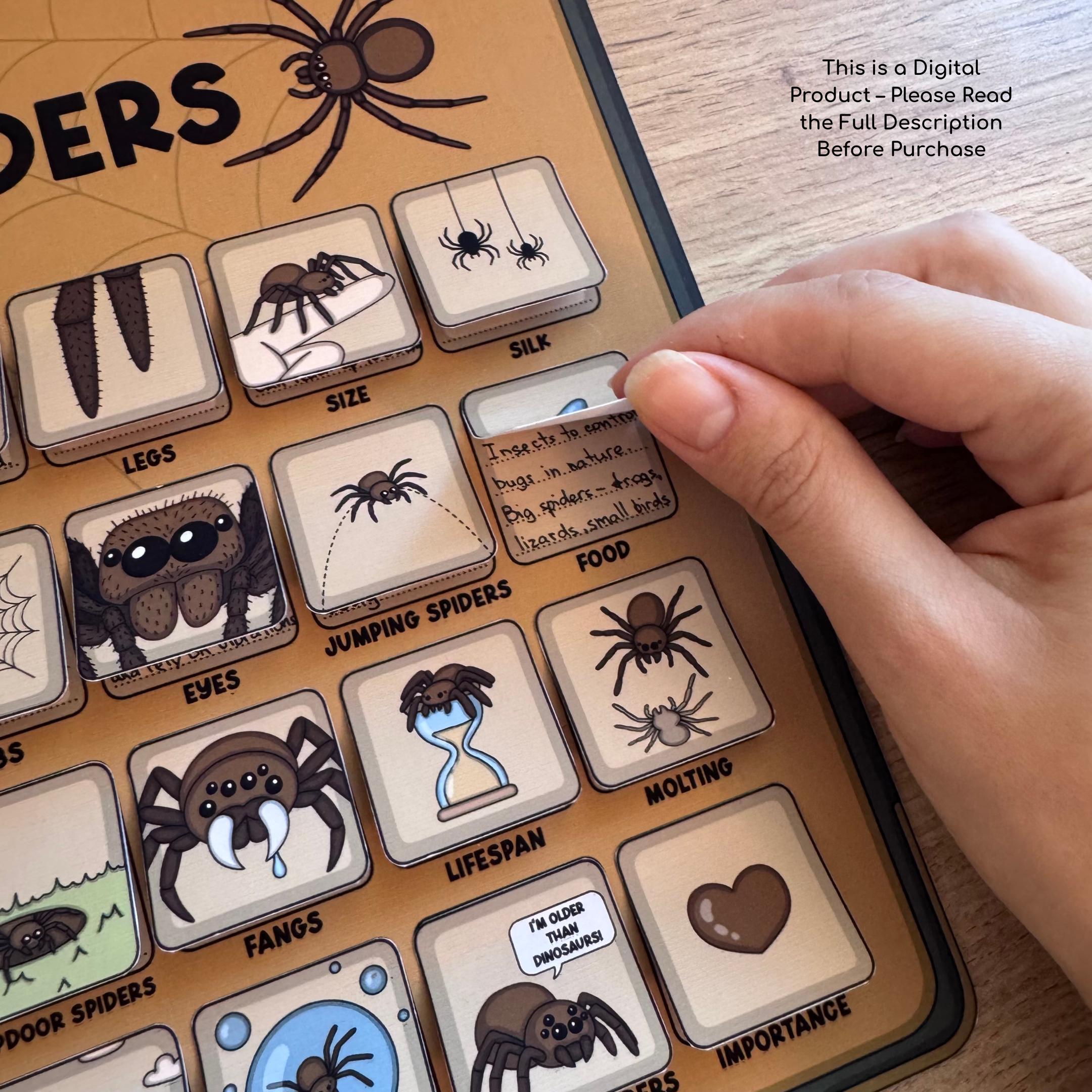 Spiders Facts Activities for Kids | Preschool | Homeschool ...
