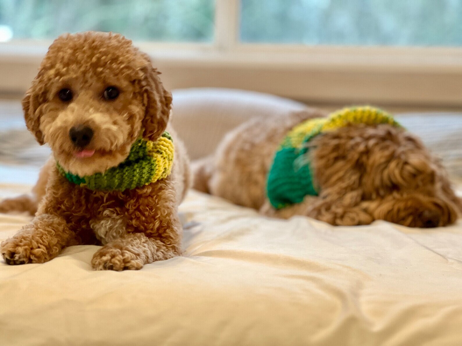 Knitted Dog Scarf Pattern: Beginner Project (PDF Pattern) - Etsy