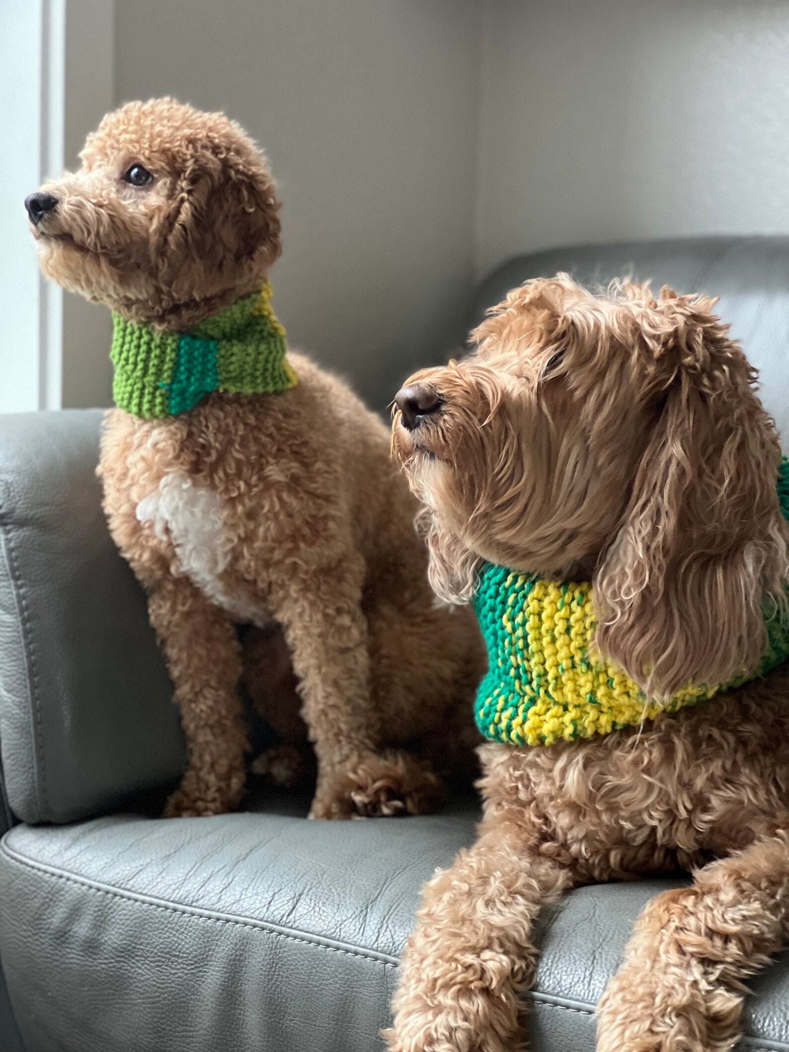 Knitted Dog Scarf Pattern: Beginner Project (PDF Pattern) - Etsy