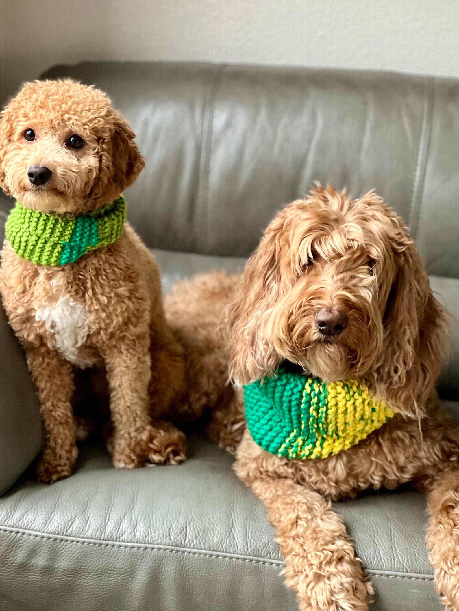 Knitted Dog Scarf Pattern: Beginner Project (PDF Pattern) - Etsy
