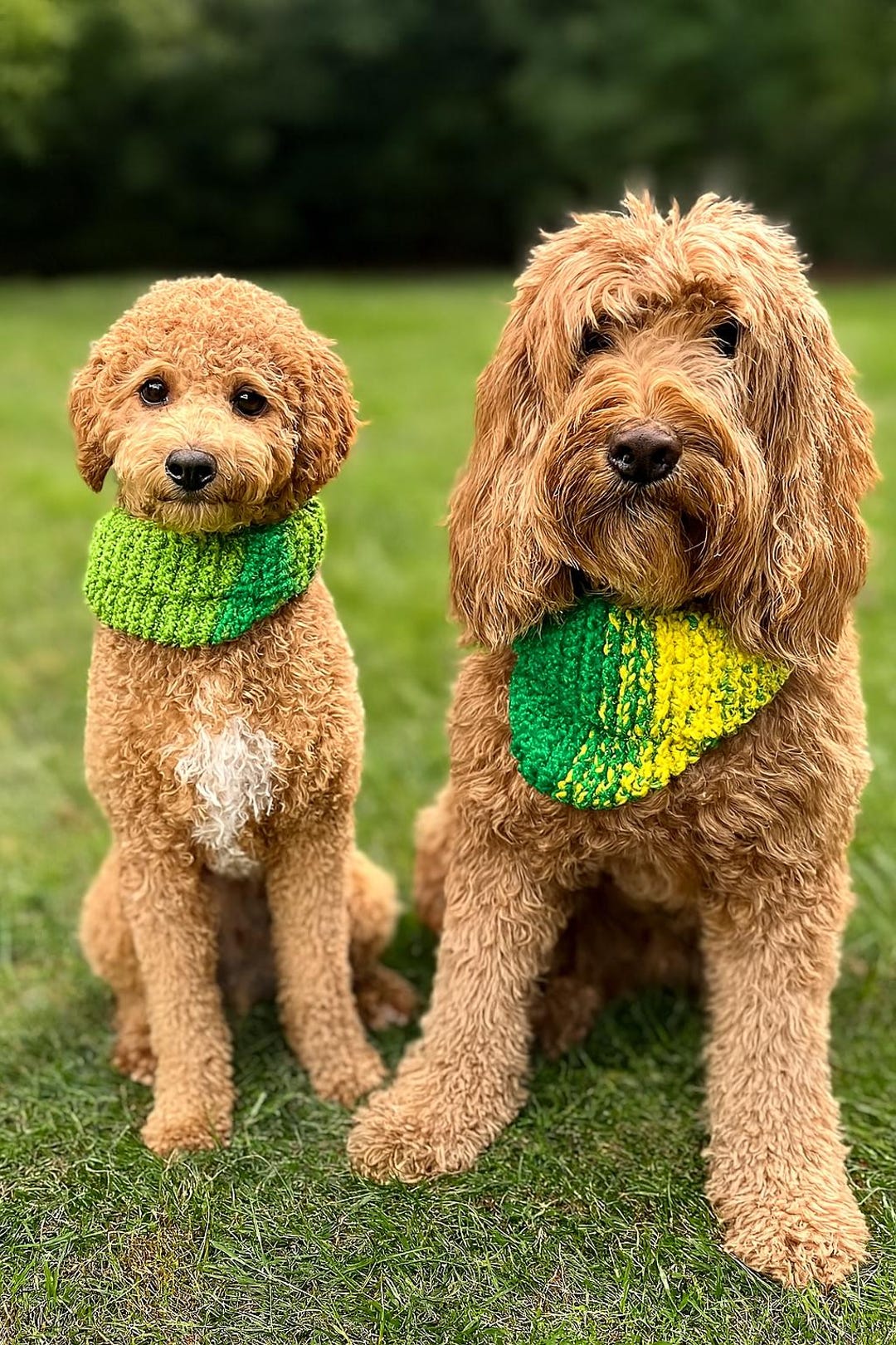 Knitted Dog Scarf Pattern: Beginner Project (PDF Pattern) - Etsy