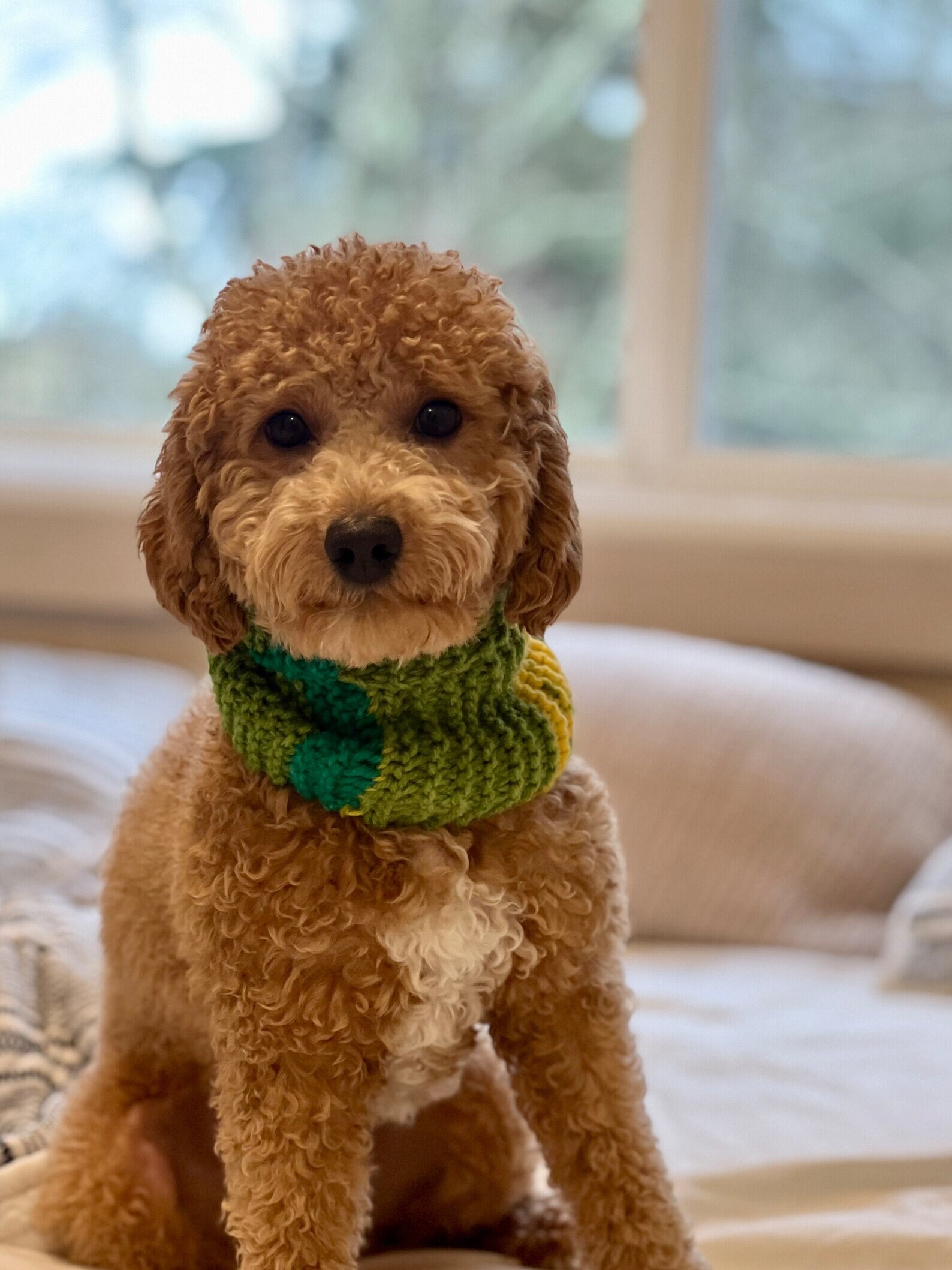 Knitted Dog Scarf Pattern: Beginner Project (PDF Pattern) - Etsy