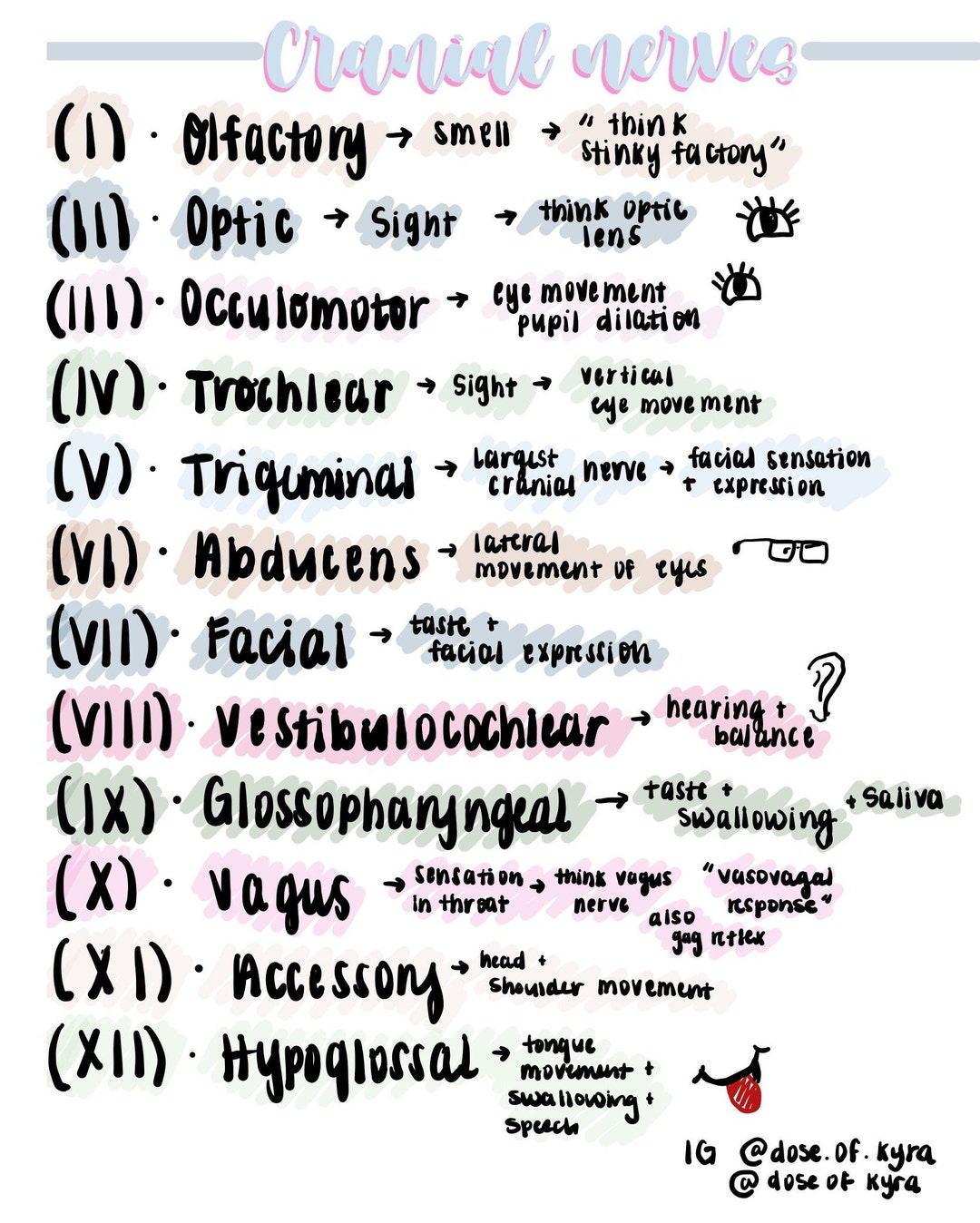 Cranial Nerves Nursing Student Notes - Etsy Canada