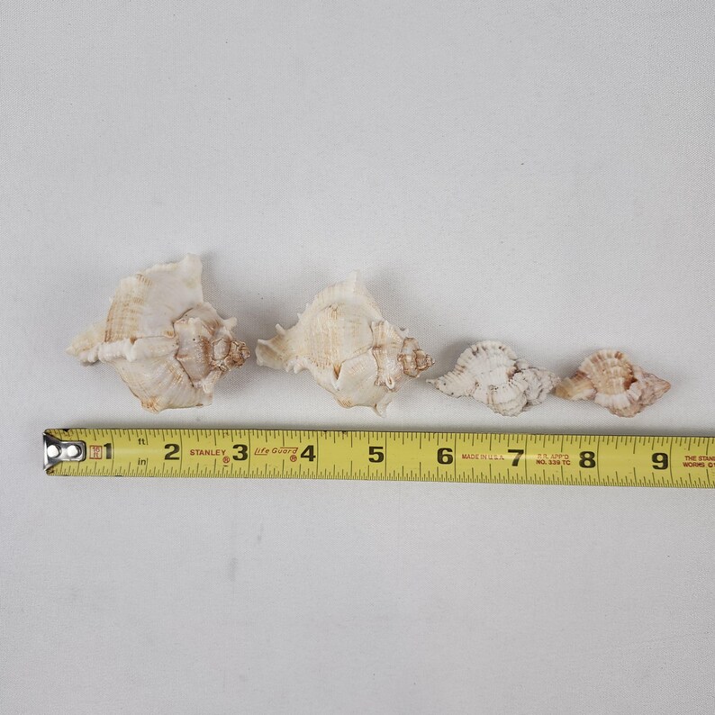 Lot of 4 Murex Shells Seashells Ocean Beach Decor Crafts Jewelry - Etsy