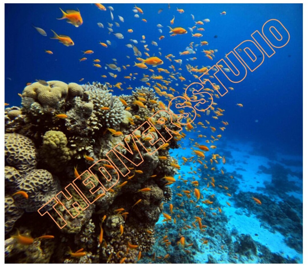 Underwater Life Art for Present, Fish Art Decor for Wall, Nautical Wall ...
