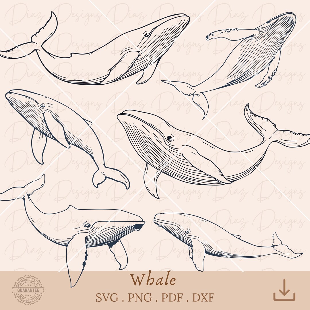 Whale Svg Bundle, Whale Png, Ocean Animals Svg, Whale Animal Clipart ...