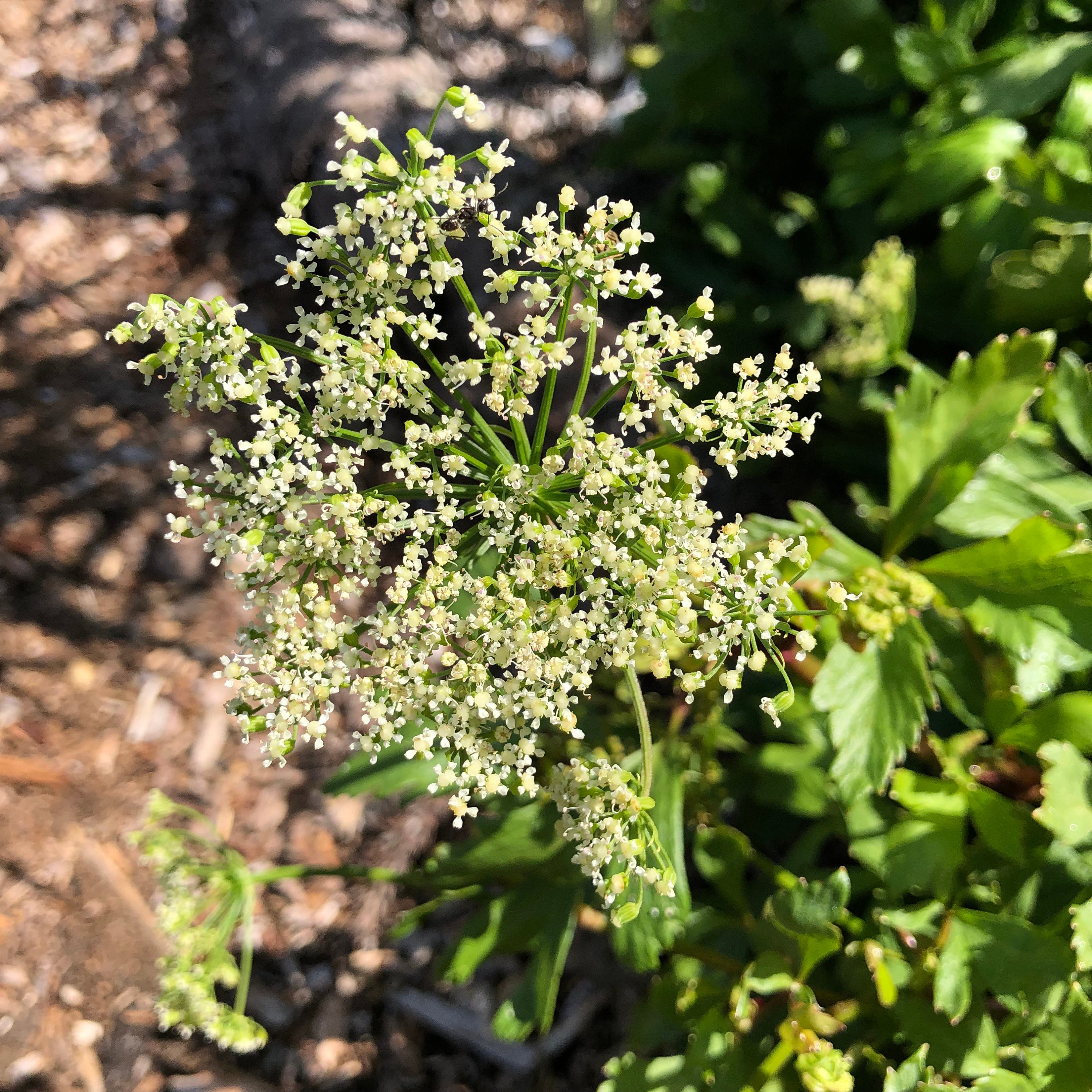 Atlantic or Scots Lovage ligusticum Scoticum Seeds Perennial Vegetable ...