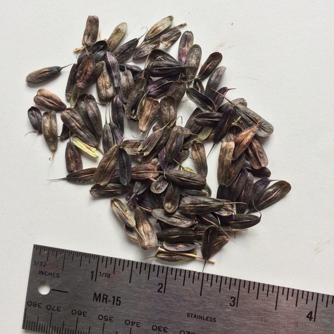 Woad istatis Tinctoria 40 Seeds Dye / Medicinal Plant, Herb - Etsy