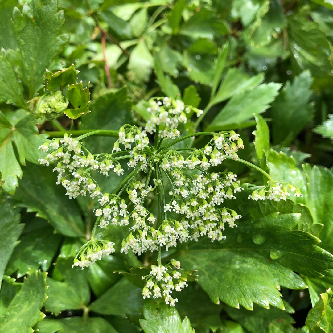 Atlantic or Scots Lovage ligusticum Scoticum Seeds Perennial Vegetable ...
