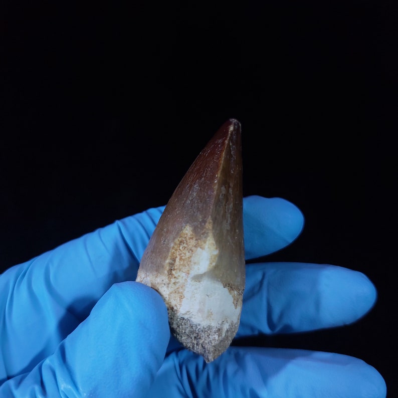 Real Mosasaur Tooth Fossil Specimen Dinosaur Tooth Fossil Display ...