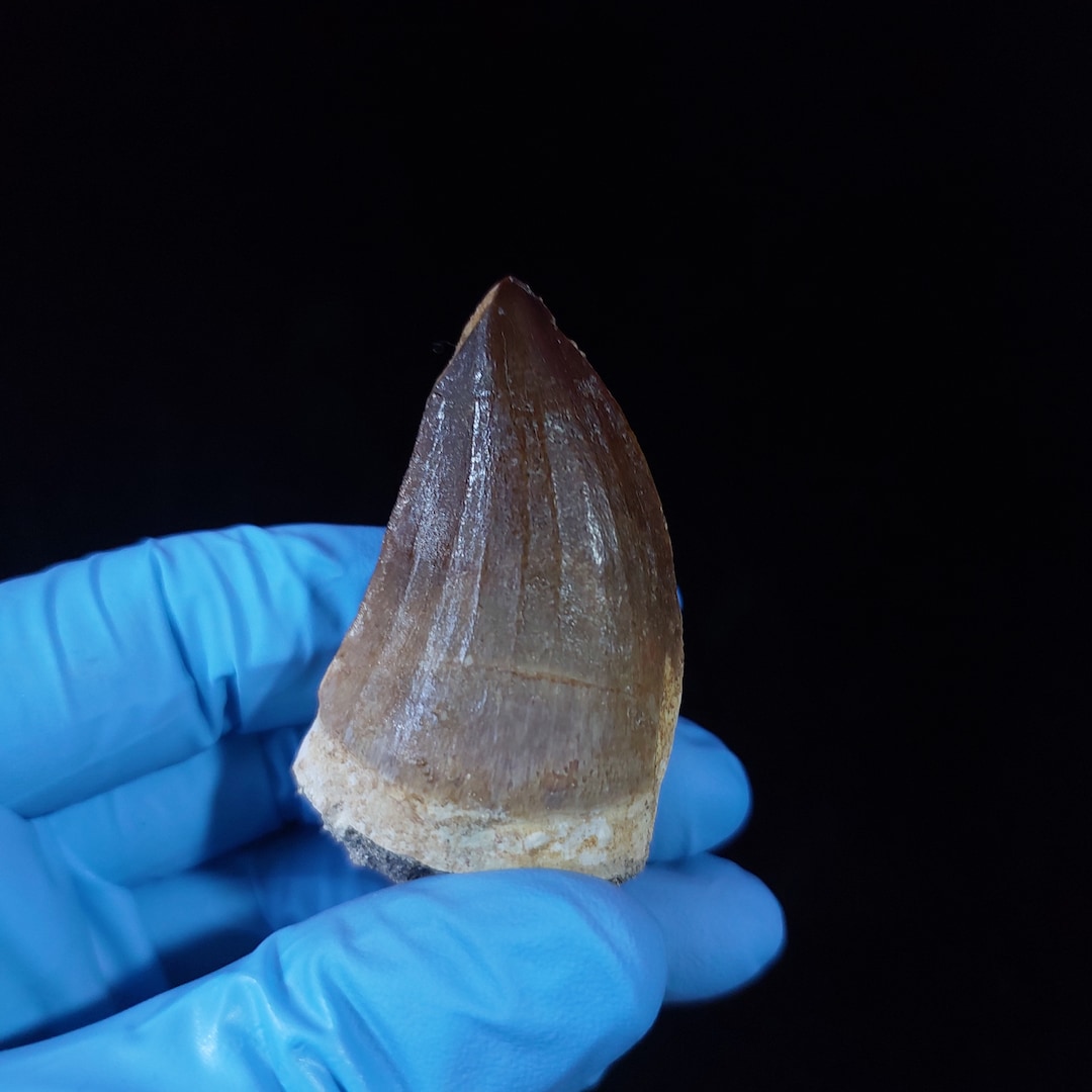 Real Mosasaur Tooth Fossil Specimen Dinosaur Tooth Fossil Display ...