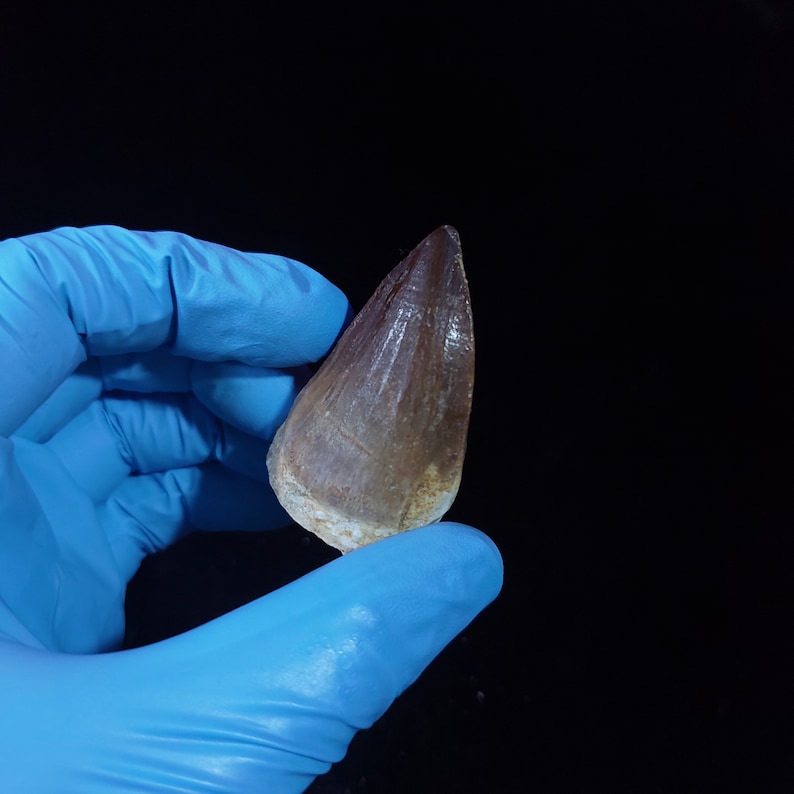 Real Mosasaur Tooth Fossil Specimen Dinosaur Tooth Fossil Display ...