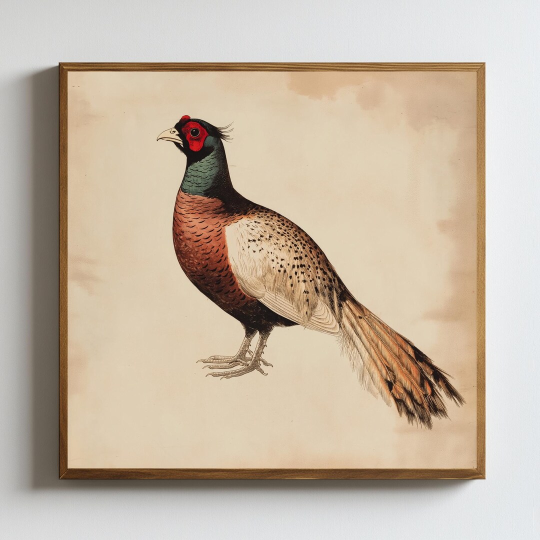 Vintage Pheasant Against Solid Neutral Background - Art Print - Ink ...