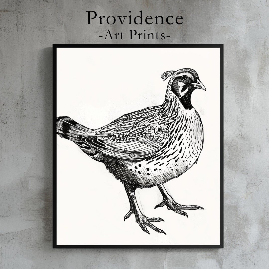 Vintage Quail Sketch White Background Rustic Summer Decor Ink Sketch ...
