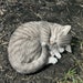 Gray Cat Statue Garden Sleeping Cat Figurine Crouching Kitty Sculpture ...