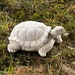 Stone Turtle Statue Concrete Turtle Figurine Garden Animal Sculpture ...