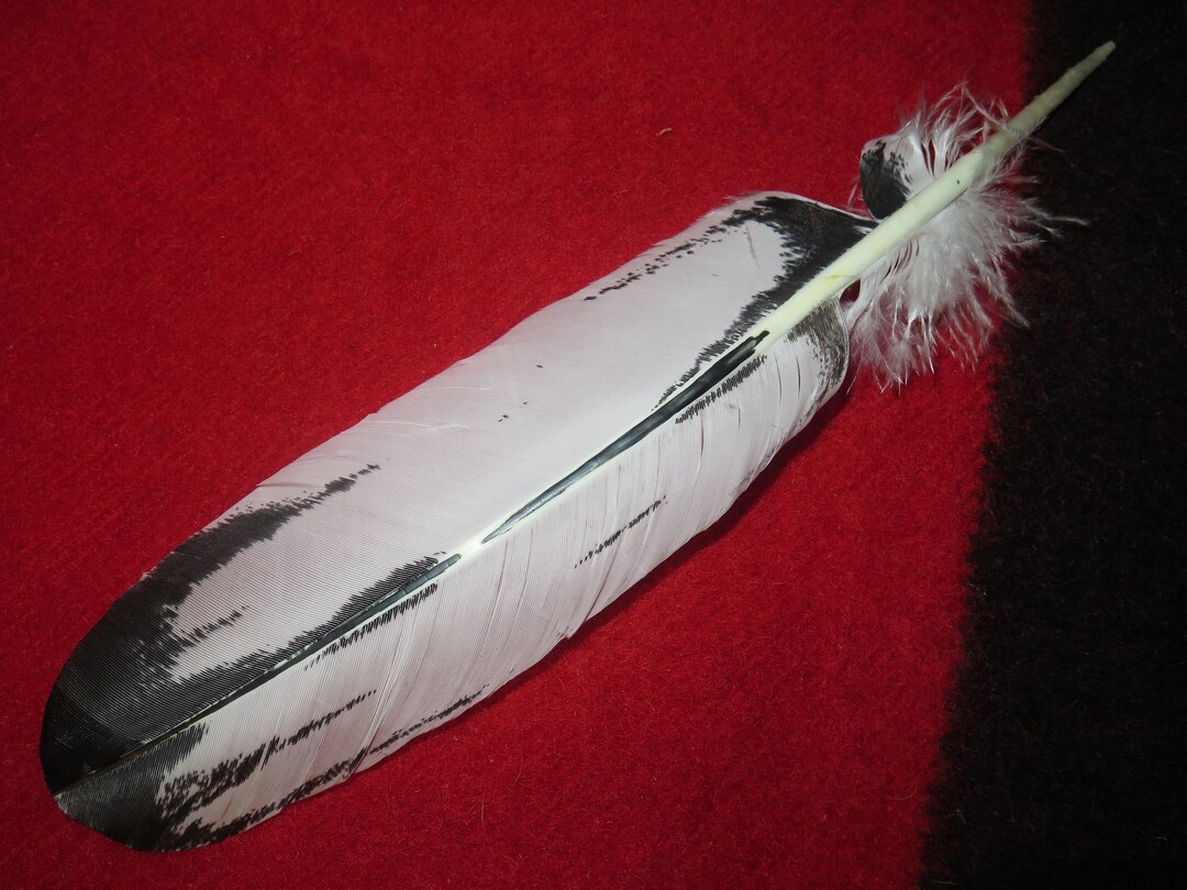 Native American Hand Painted Sub-adult Bald Eagle Feathers - Etsy