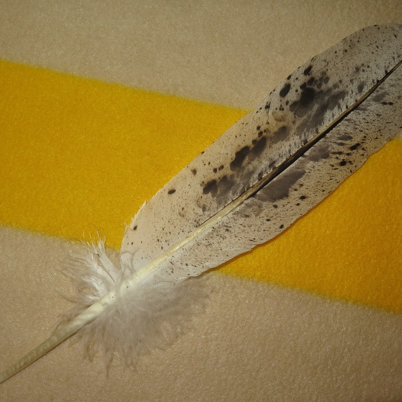 Painted Feathers - Etsy