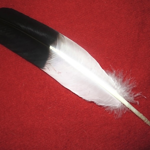 Native American Made Immature Golden Eagle Feather, Hand Painted ...