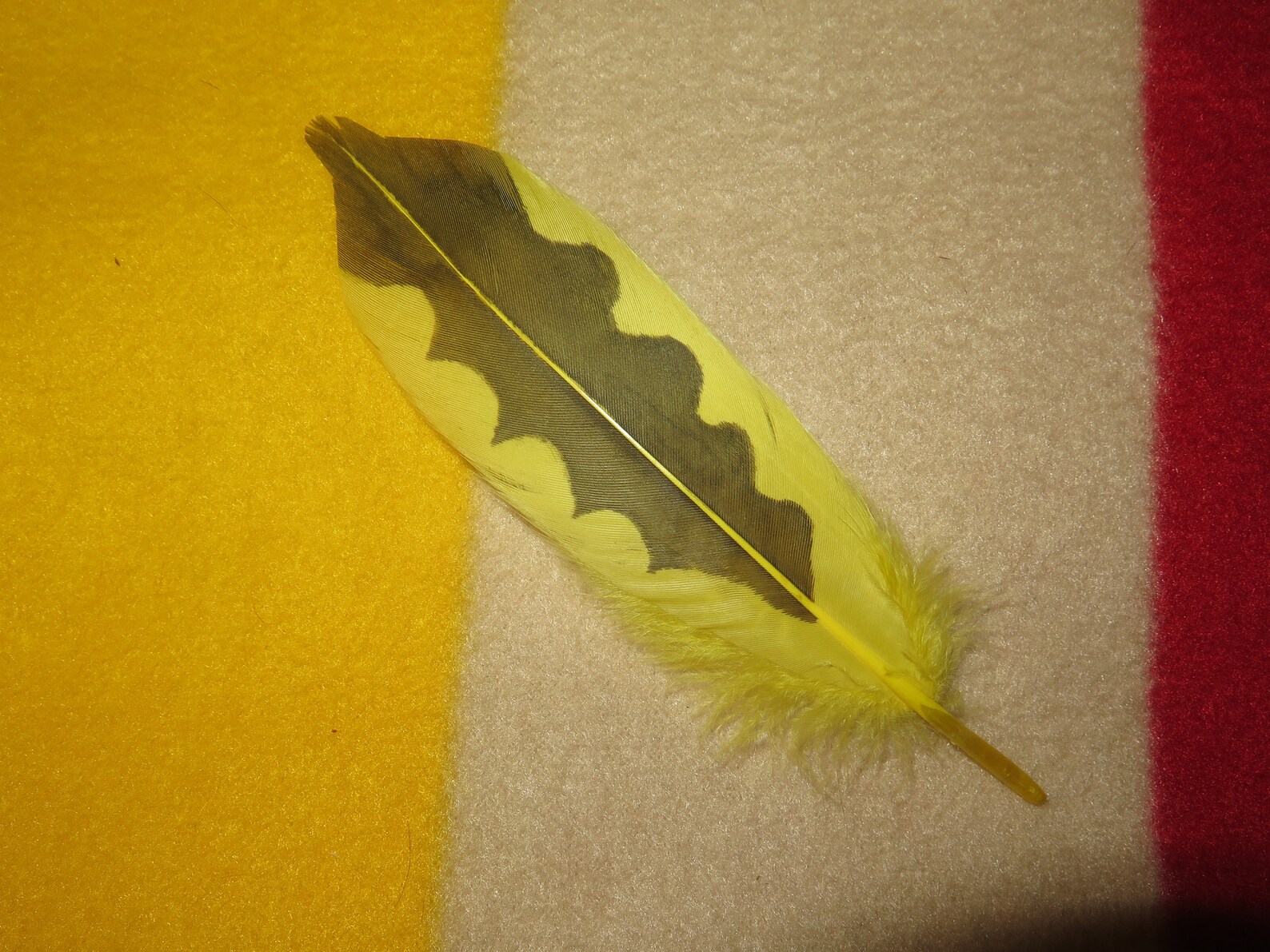 Hand Painted Flicker Feather: Western & Eastern North American Lucky ...