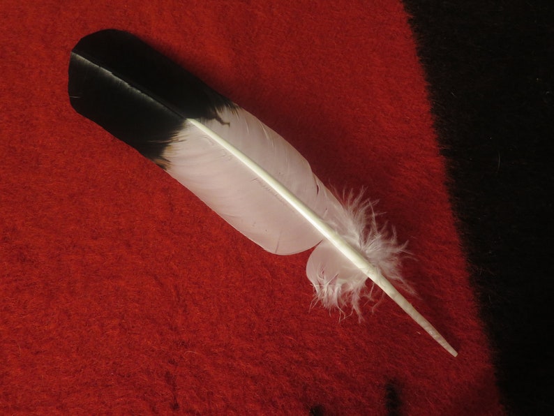 Native American Made Immature Golden Eagle Feather, Hand Painted ...