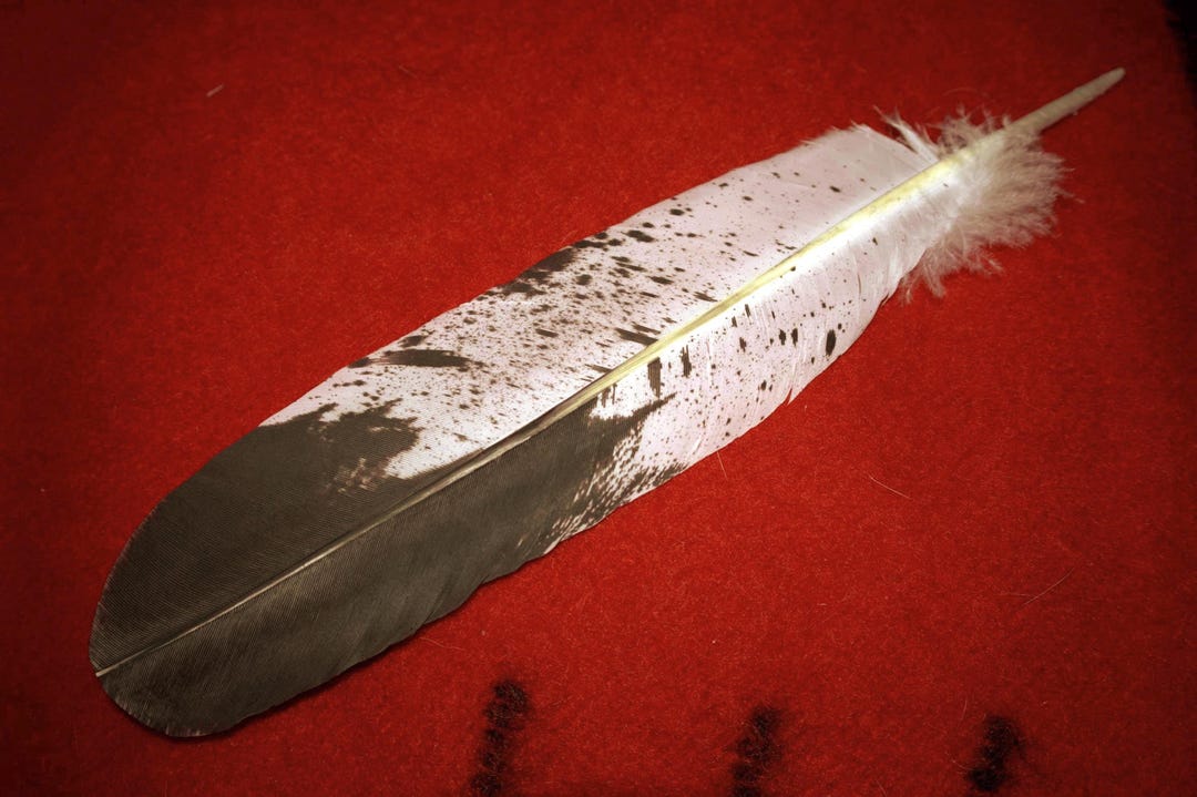 Native American Hand Painted Golden Eagle Feather Immature Golden Eagle ...