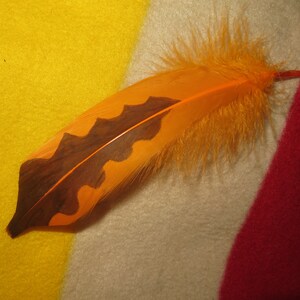 Hand Painted Flicker Feather: Western & Eastern North American Lucky ...
