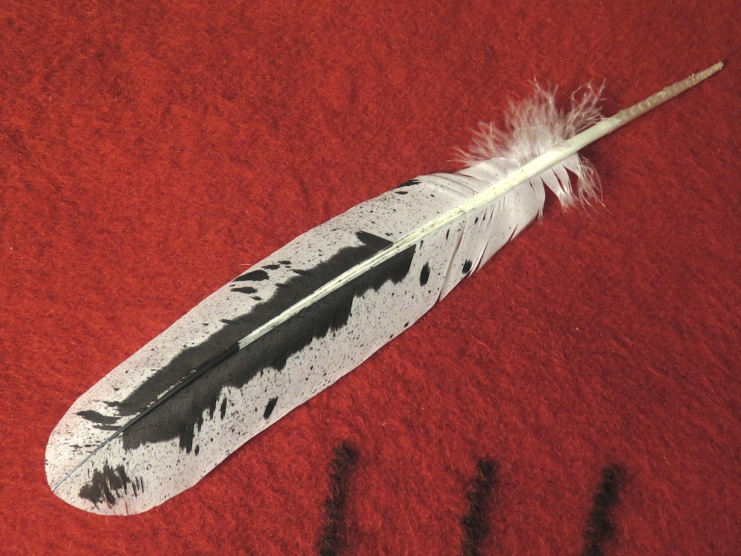 Native American Made Hand Painted Immature Bald Eagle Feather - Etsy