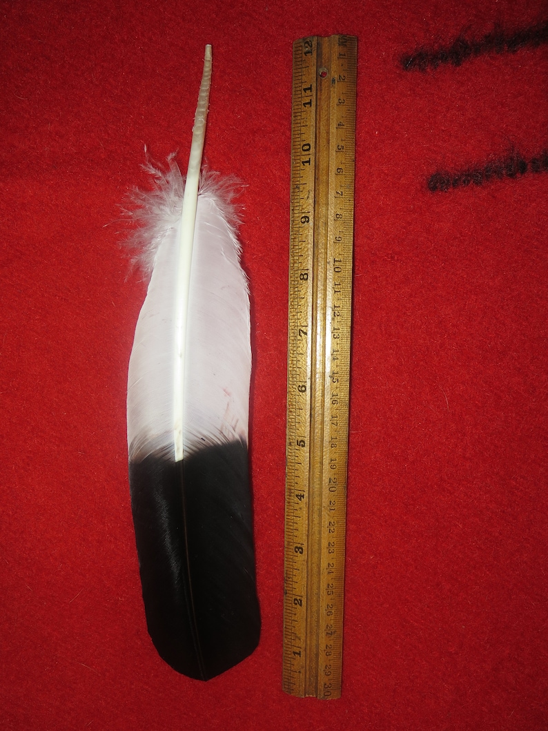 Native American Made Immature Golden Eagle Feather, Hand Painted ...