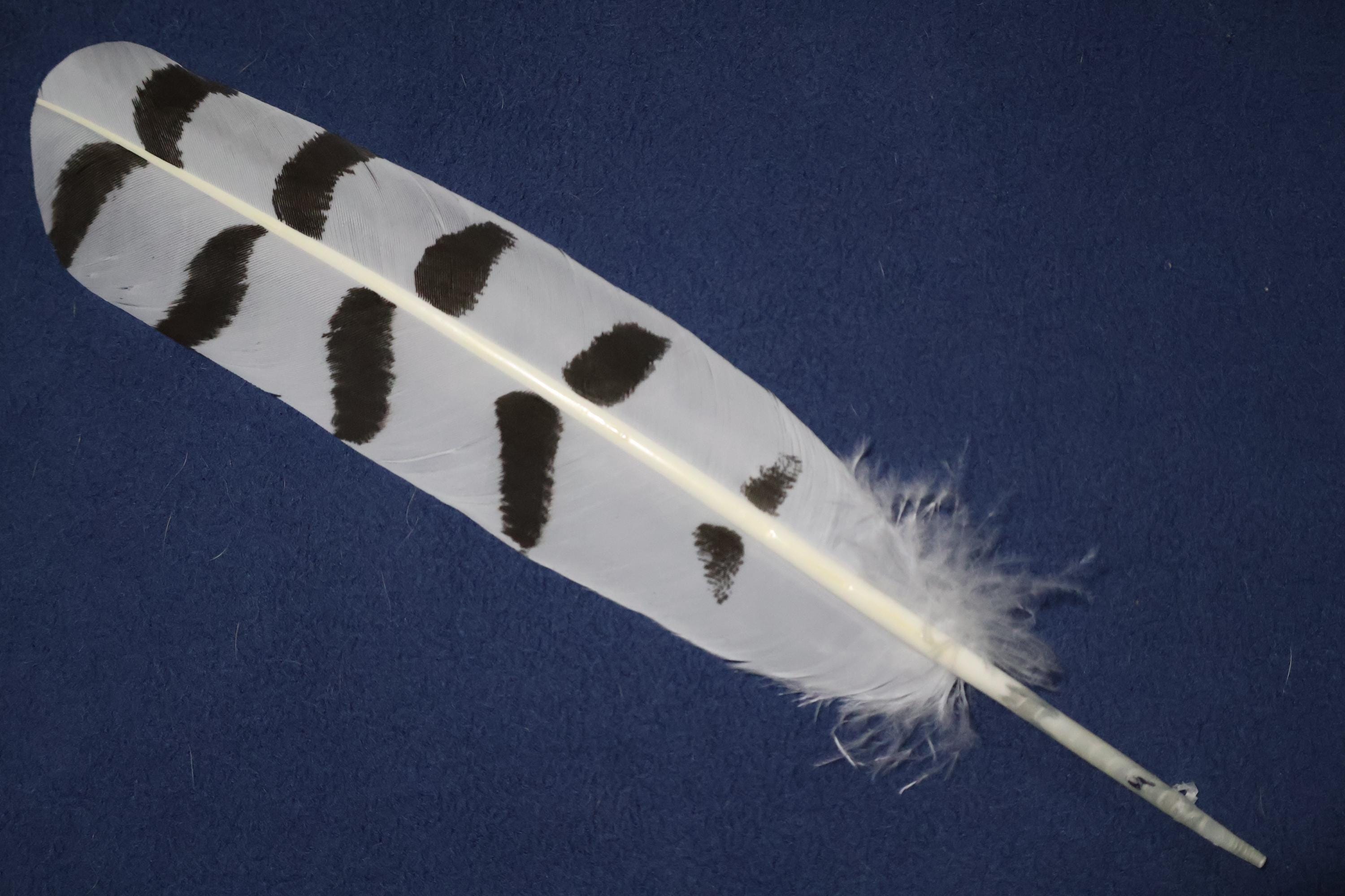 Native American Hand Painted Snowy Owl Adult Feather - Etsy