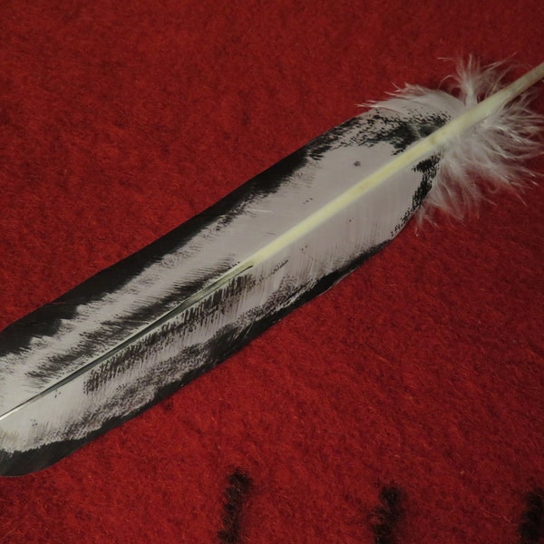 Eagle Feather - Etsy