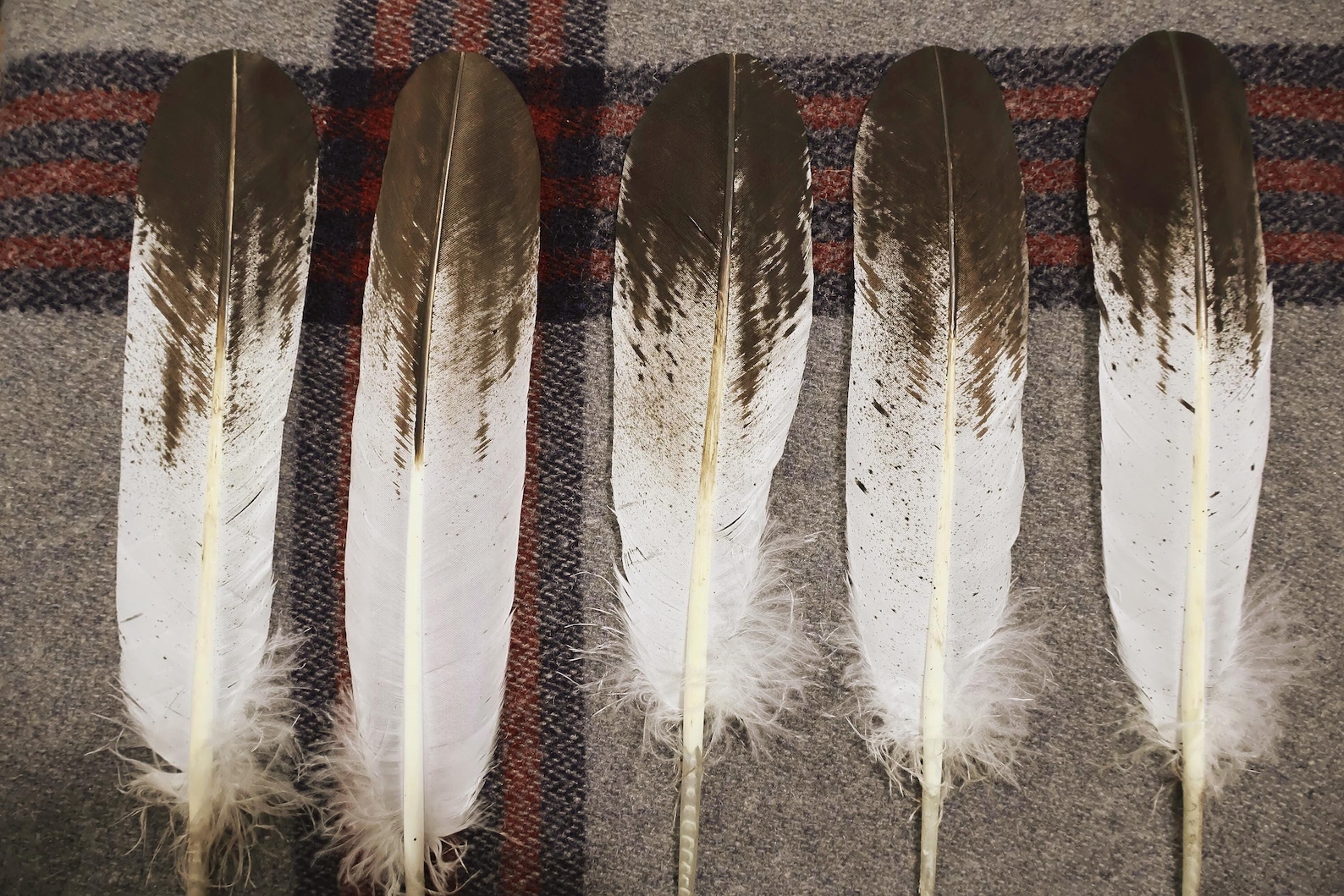 Native American Immature Golden Eagle Hand-painted Feather - Etsy