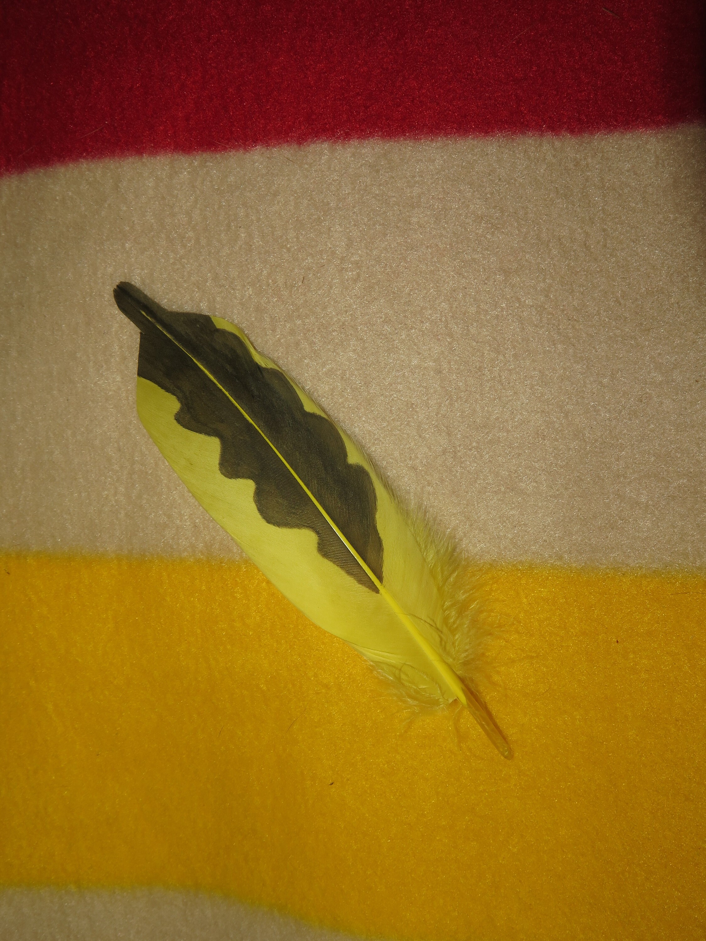 Hand Painted Flicker Feather: Western & Eastern North American Lucky ...