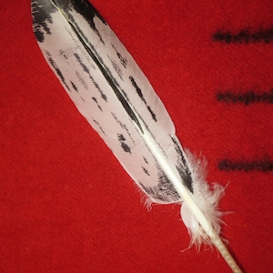 Native American Hand Painted Sub-adult Bald Eagle Feathers - Etsy