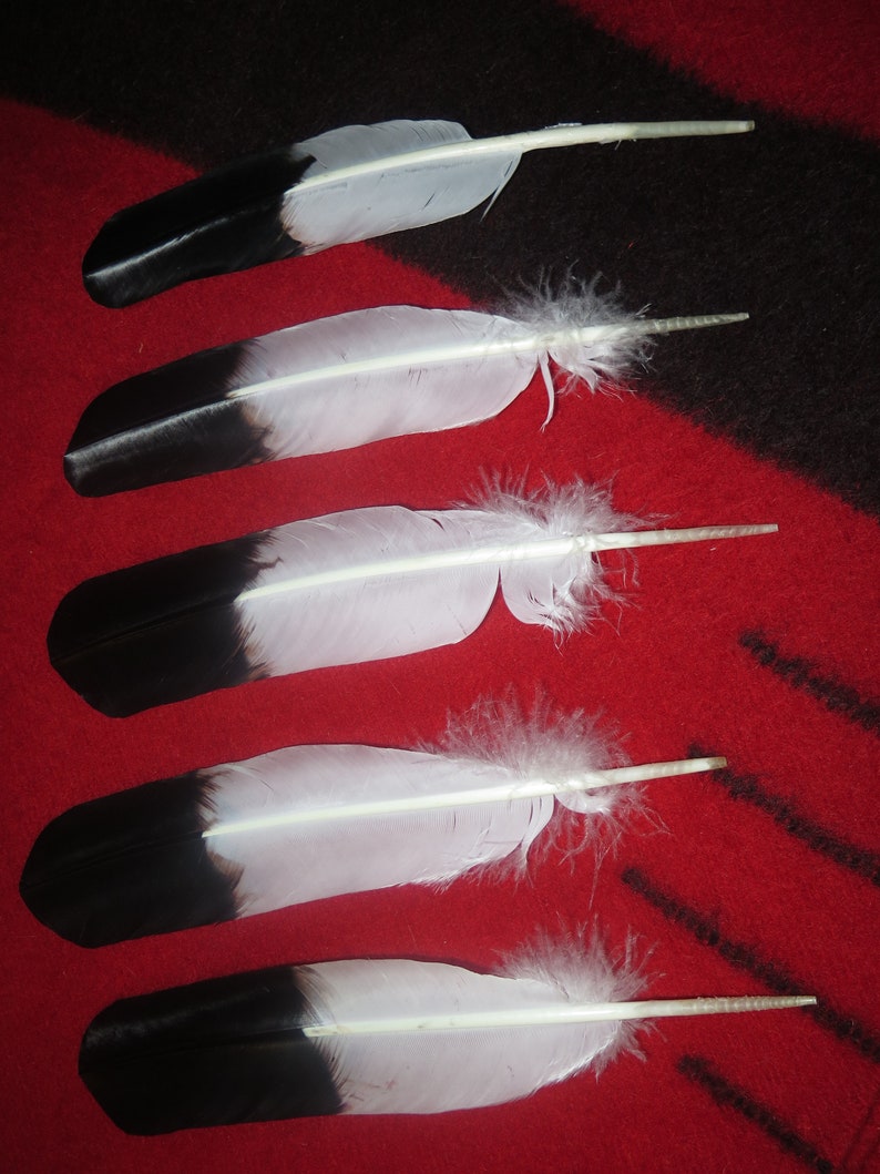 Native American Made Immature Golden Eagle Feather, Hand Painted ...