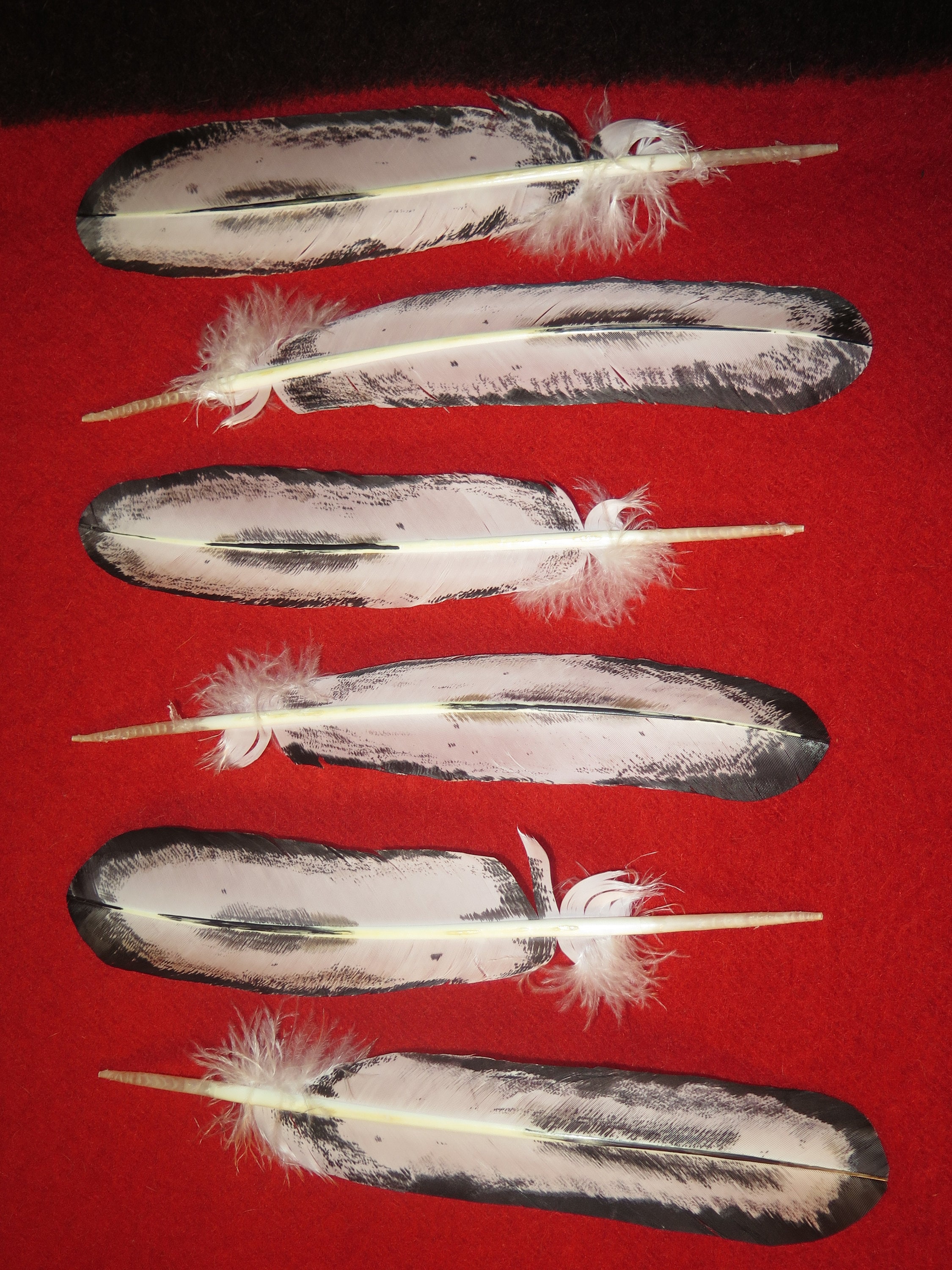 Native American-made Bald Eagle Feathers Immature Professionally Hand ...