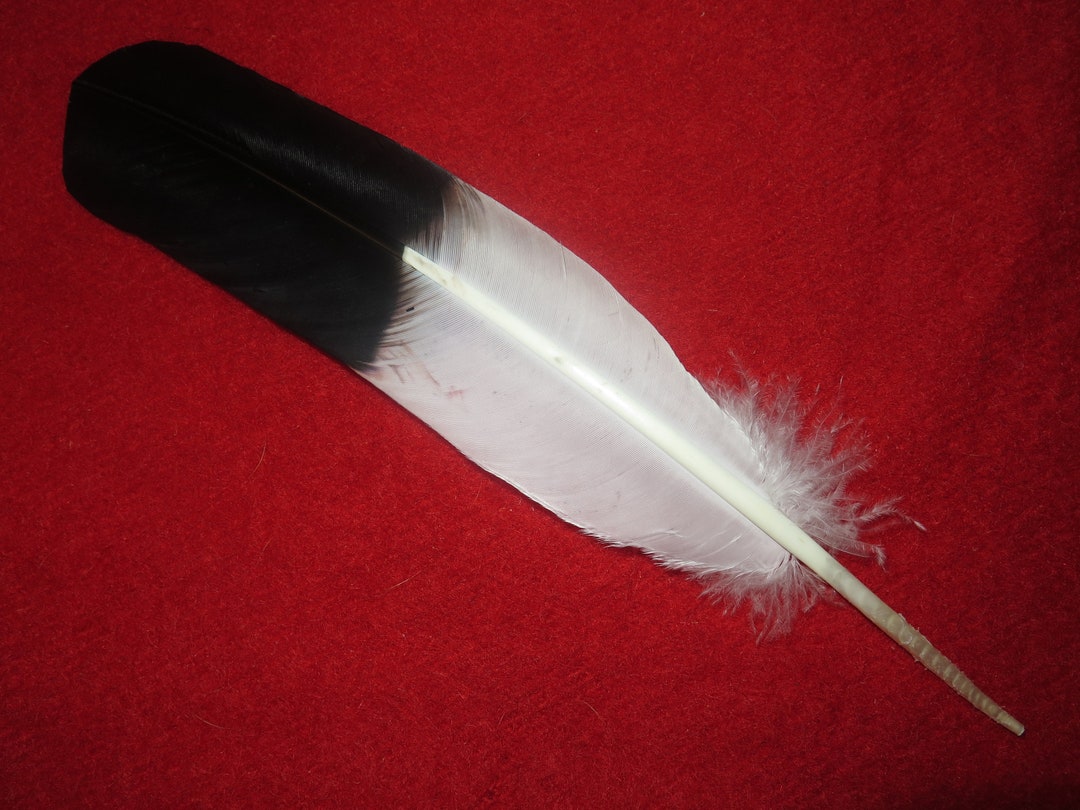 Native American Made Immature Golden Eagle Feather, Hand Painted ...