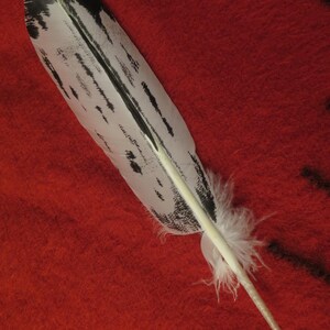 Native American Hand Painted Sub-adult Bald Eagle Feathers - Etsy
