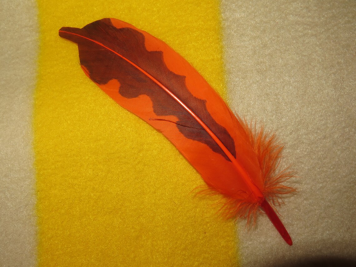 Hand Painted Flicker Feather: Western & Eastern North American Lucky ...