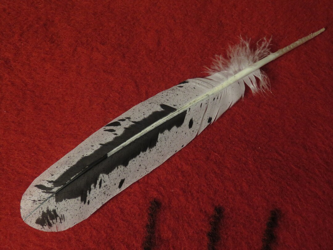 Native American Made Hand Painted Immature Bald Eagle Feather - Etsy