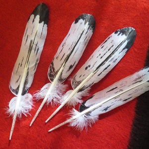 Native American Hand Painted Sub-adult Bald Eagle Feathers - Etsy