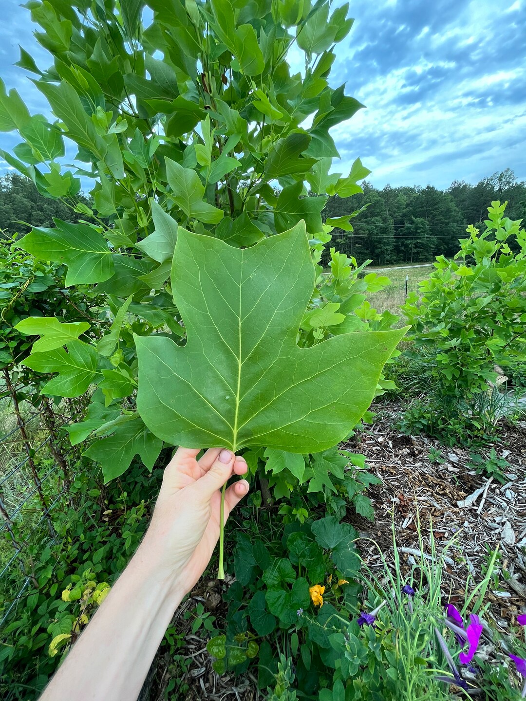 Tulip Poplar Cuttings 3 - Etsy