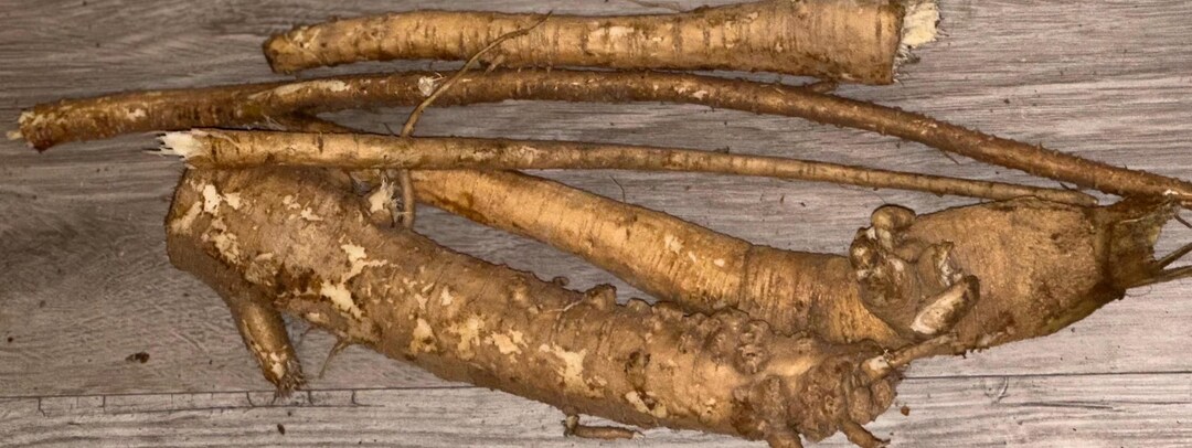 Fresh POKE BERRY Root-dug to Order - Etsy