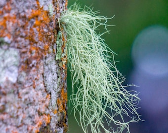 Usnea Lichen Whole, Old Man Beard, Usnea Barbara, Florida Harvested ...