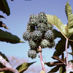 POKE ROOT and Castor Oil SALVE - Etsy
