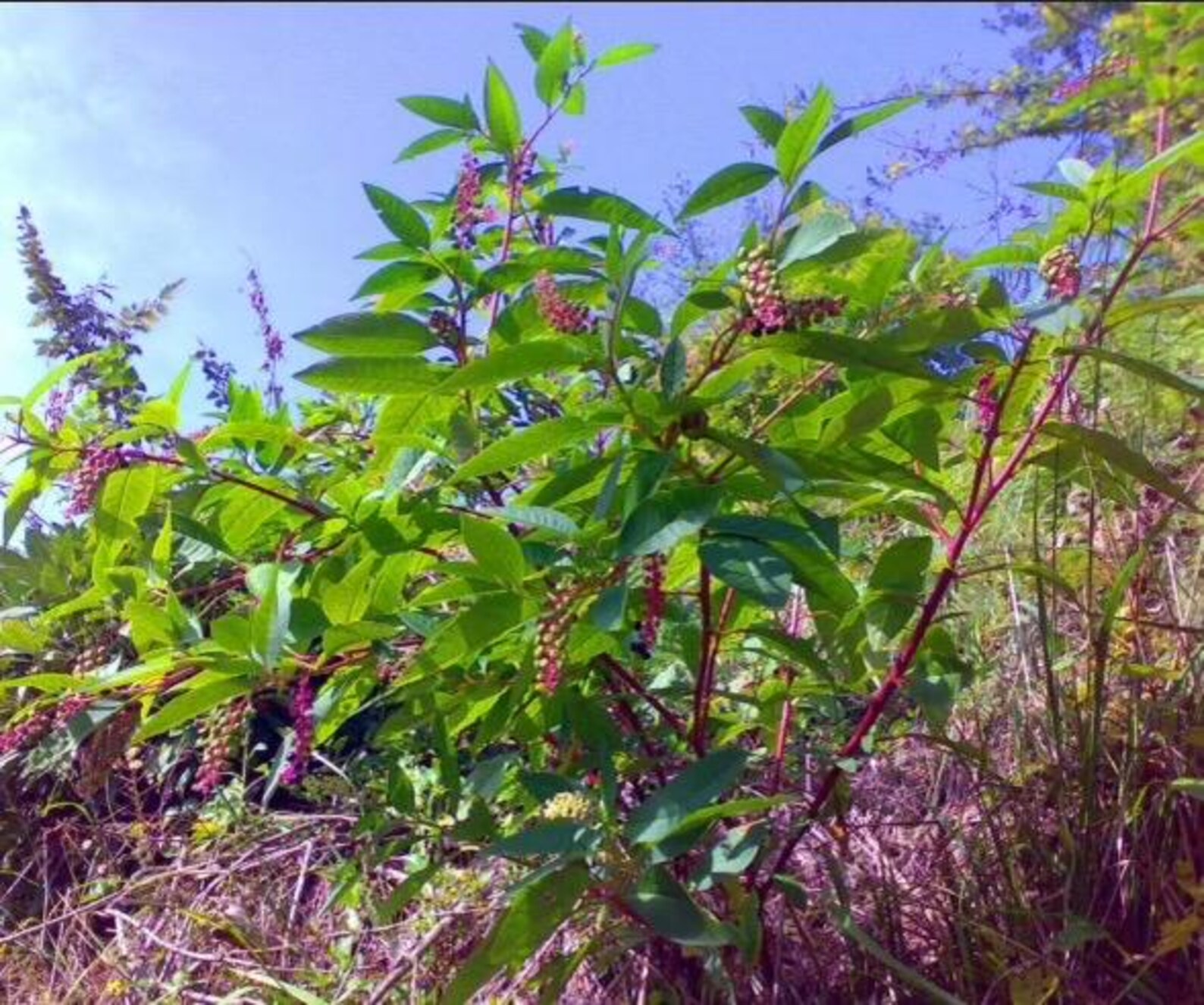 Fresh POKE BERRY Root-dug to Order - Etsy