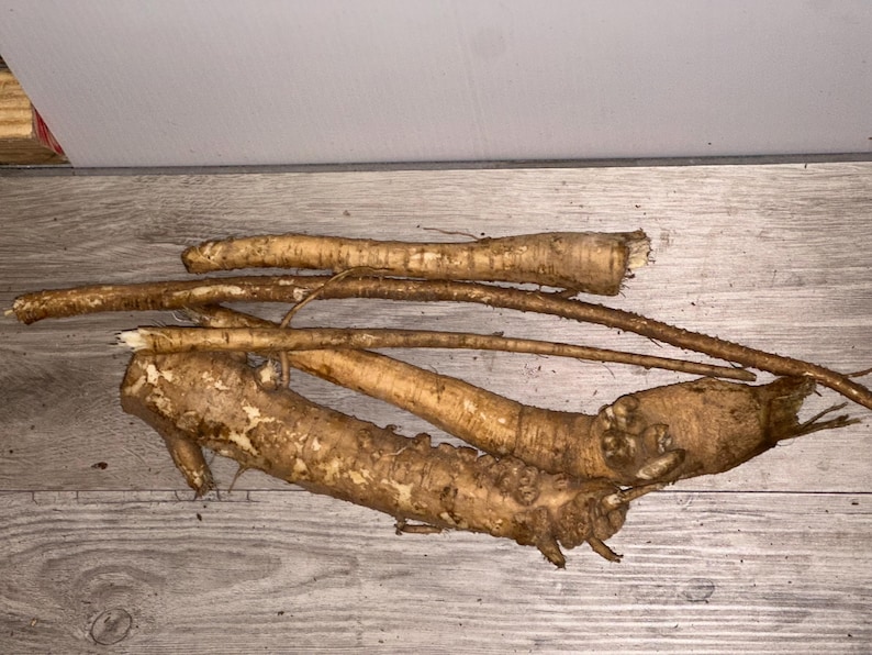 Fresh POKE BERRY Root-dug to Order - Etsy