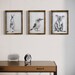 Australian Animals Collection Frame - Kangaroo - Etsy