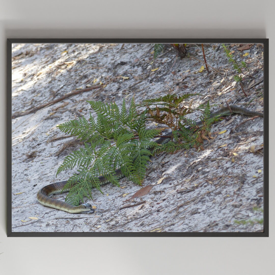 Digital Download - Australia - Tiger Snake, Reptile Shot, Print , Home ...
