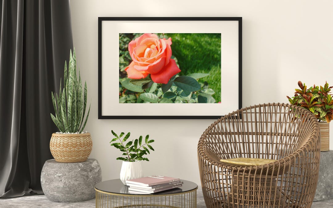Summer Nights Rosa, Hybrid Tea Rose Print, Flower Photography, Nature ...